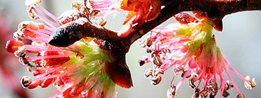 Цветочные эссенции Баха