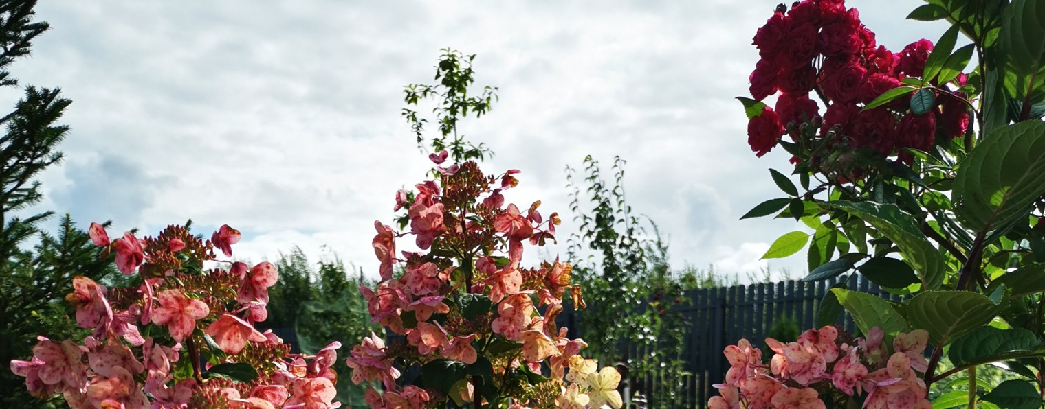 В саду на ветру