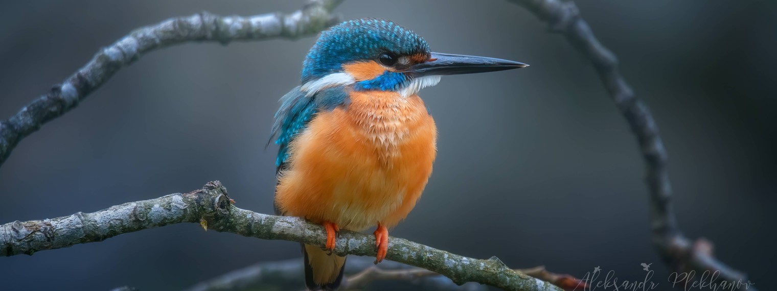 Мои наблюдения живой природы