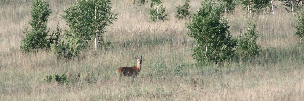 Серега сын Петровича