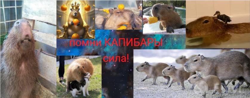 капибара майнер