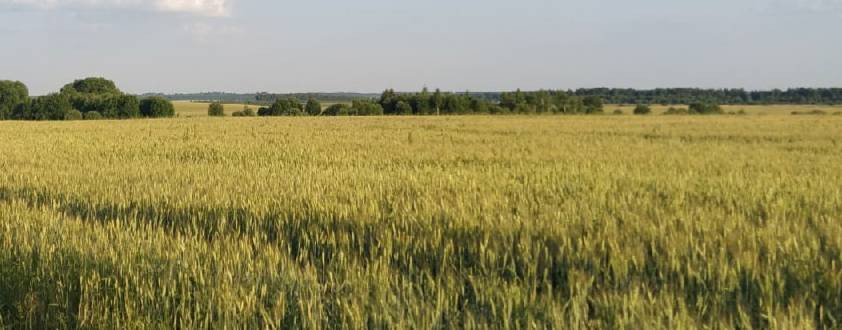 Честный предприниматель