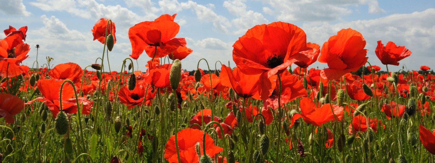 Академия смыслов [lobbyo]