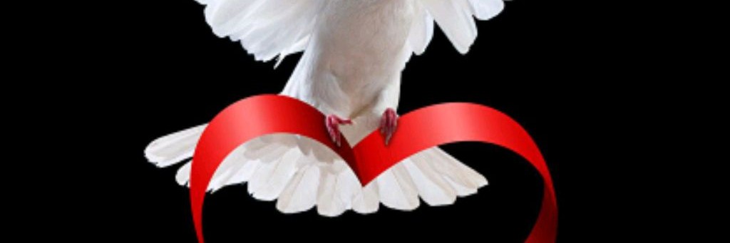 channel24571497 ГОЛУБИ И ДР.