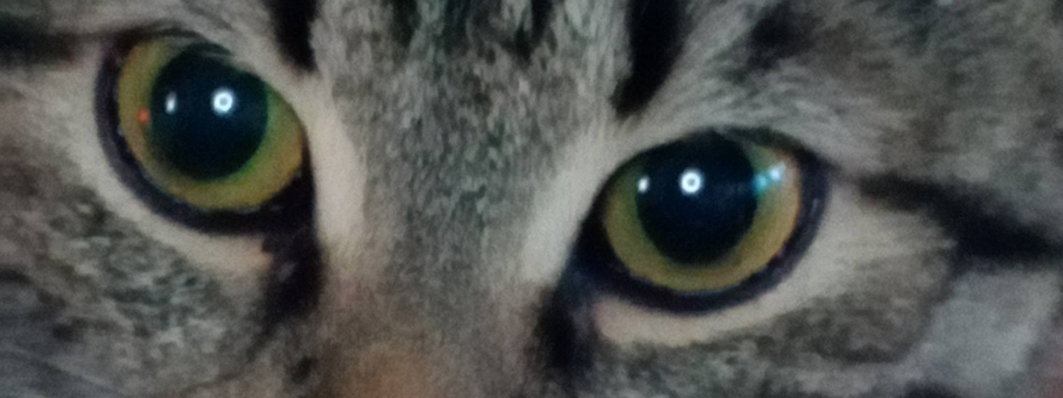 Стэфан, Гарфилд и Бусинка.