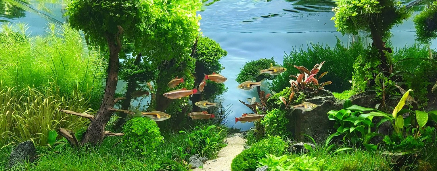 Красота растительного аквариума