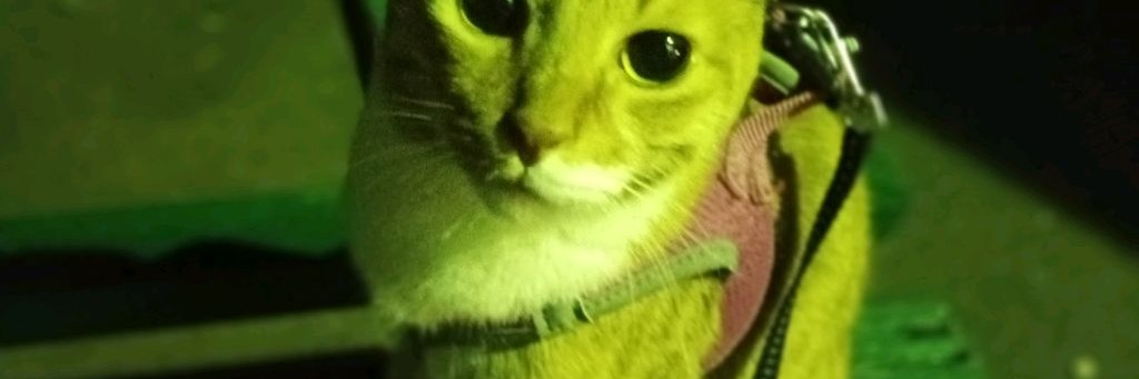 Кошка Алиса?