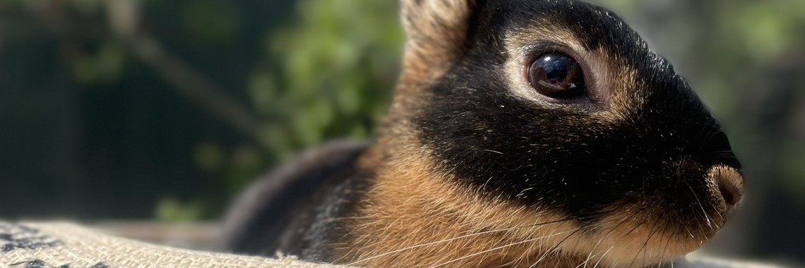 Лиса Алиса Aks