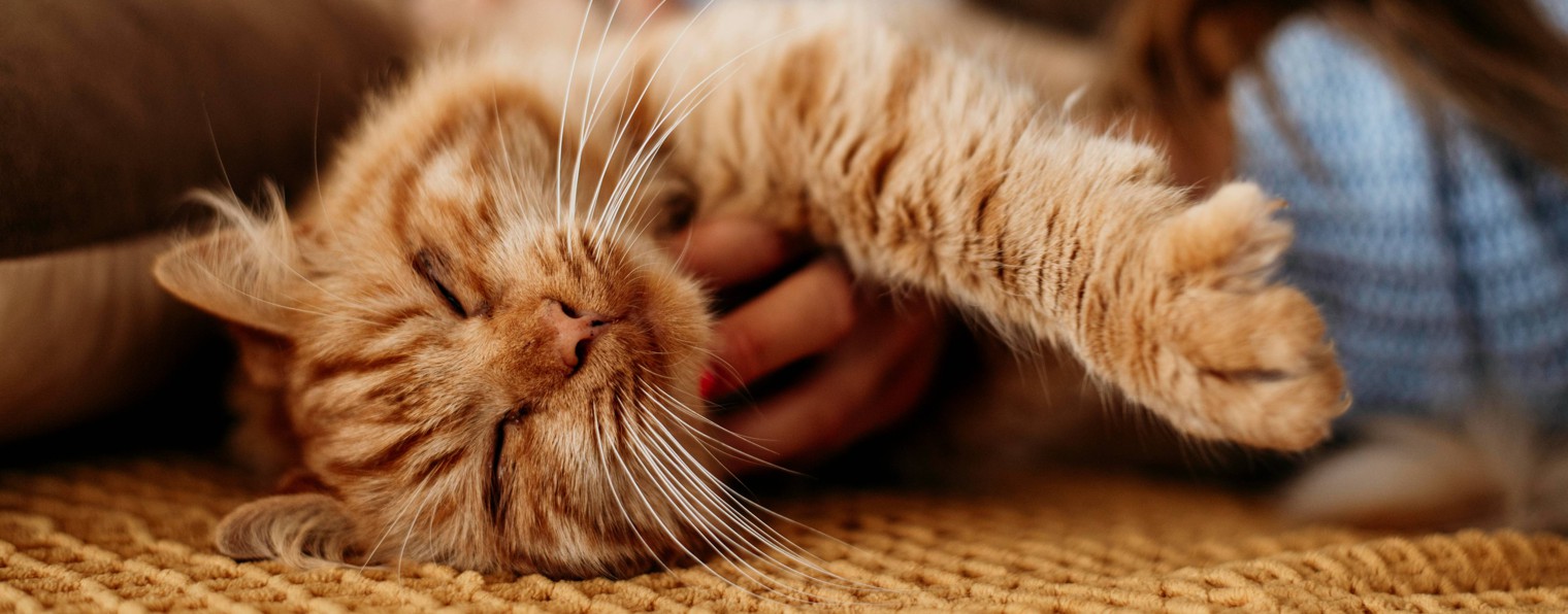 ЗООГУРМАН / ZOOGURMAN