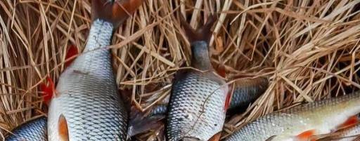 Сумасшедший рыбак