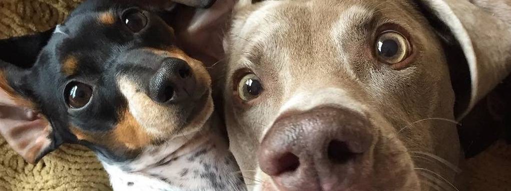 Смешные животные!!!