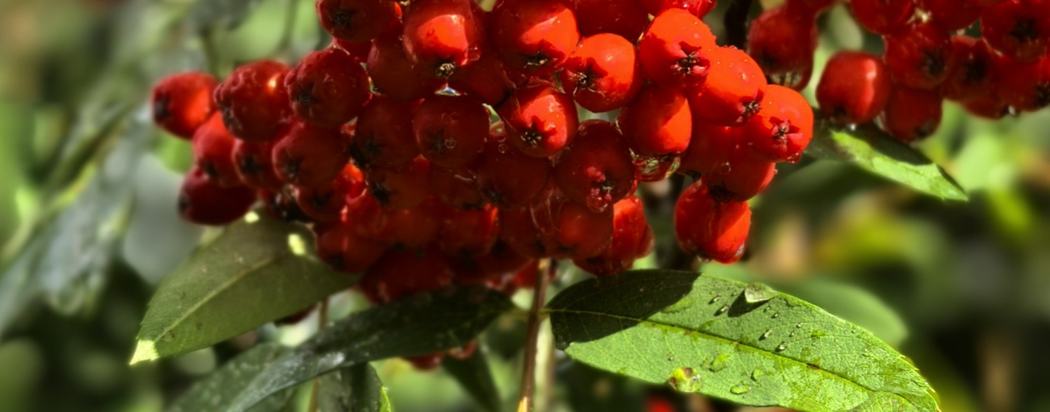 Нина Тарасова