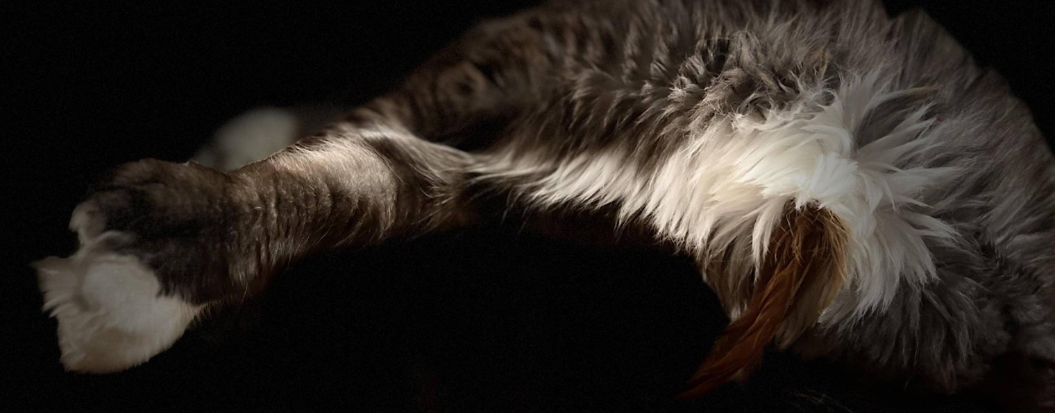 Геральд — Мейн Кун 7766