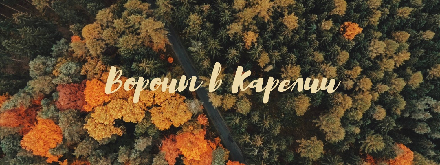 Вороны в Карелии