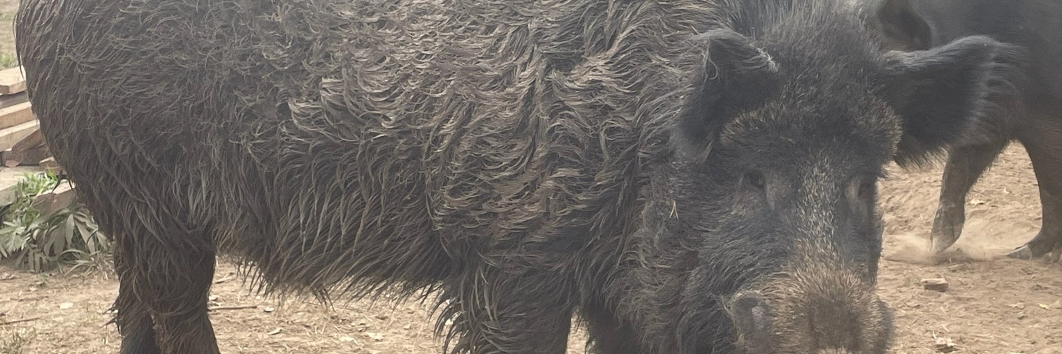 ОХОТА НА КАБАНА В ВОЛЬЕРЕ 365 ДНЕЙ В ГОДУ.