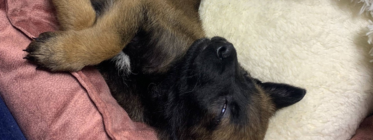 Жизнь с Малинуа ?️ Бельгийская овчарка?