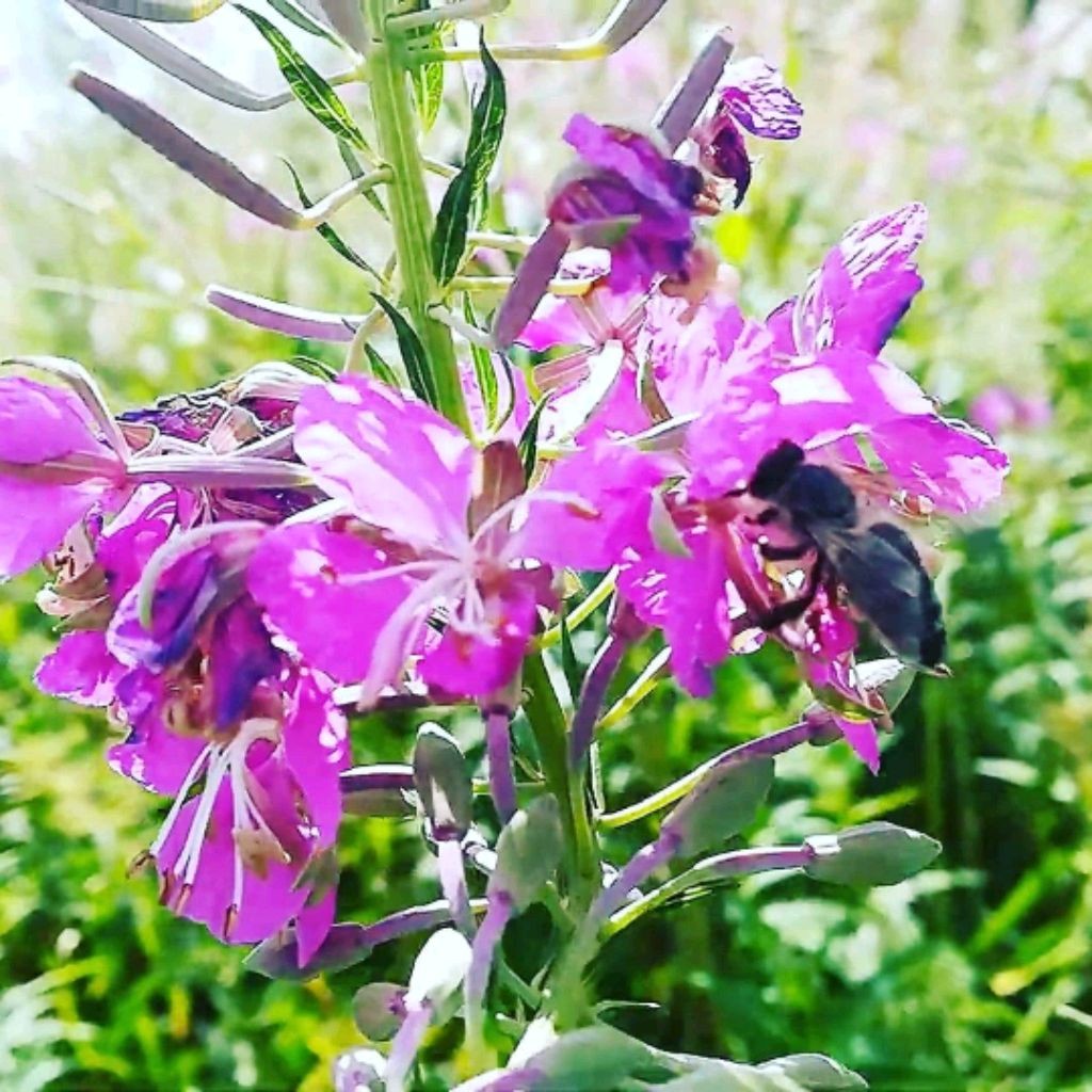 Романовские Медоносы