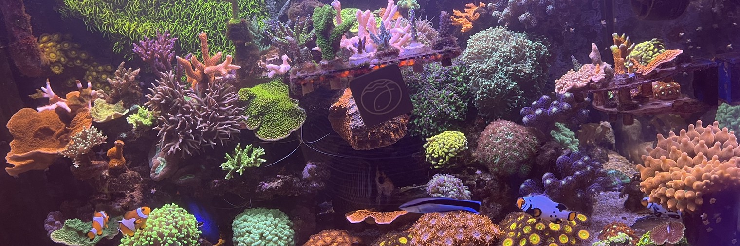 Reef_tank_krsk