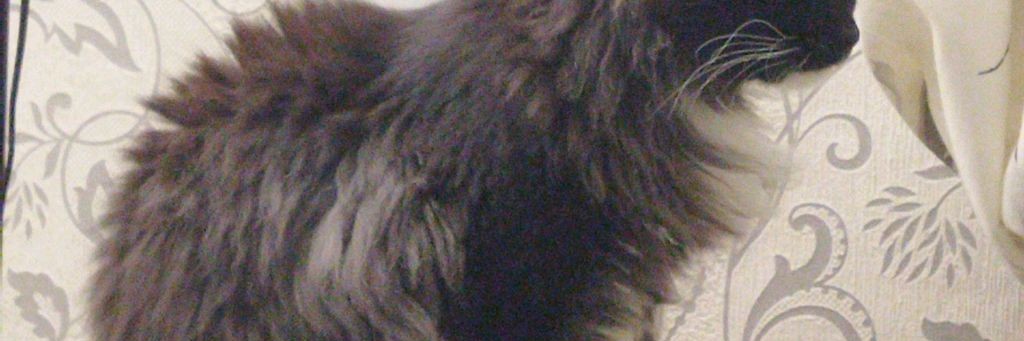 Семья Зерниных