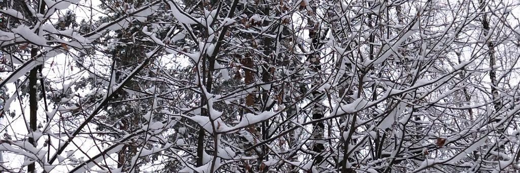 Елена Николаевна