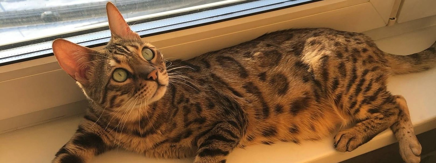 Кот Марсель