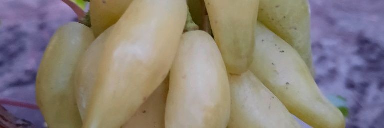 Виноградник Бурминского А.В.