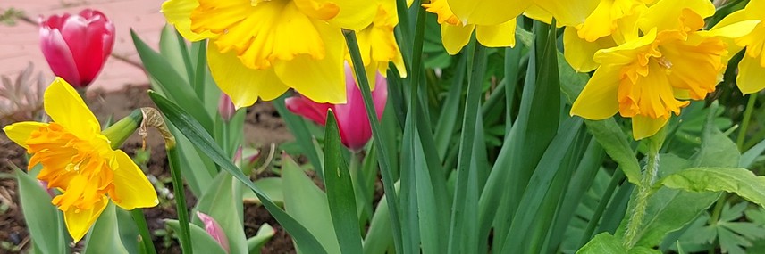 Девочка севера