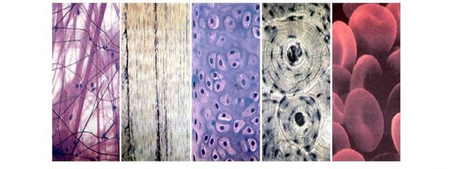 Кафедра Морфологии человека