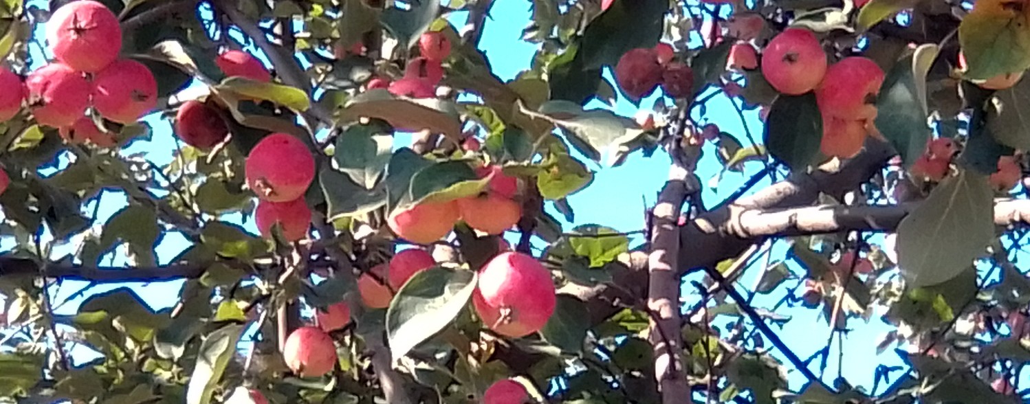 Shannamaiorova ЗОРЕНЬКА.