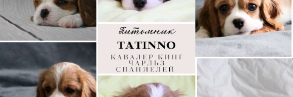 Tatinno kennel