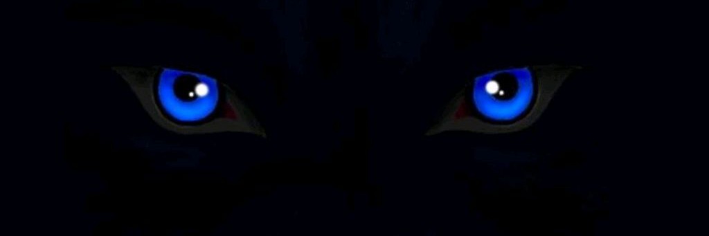 В Мире Животных