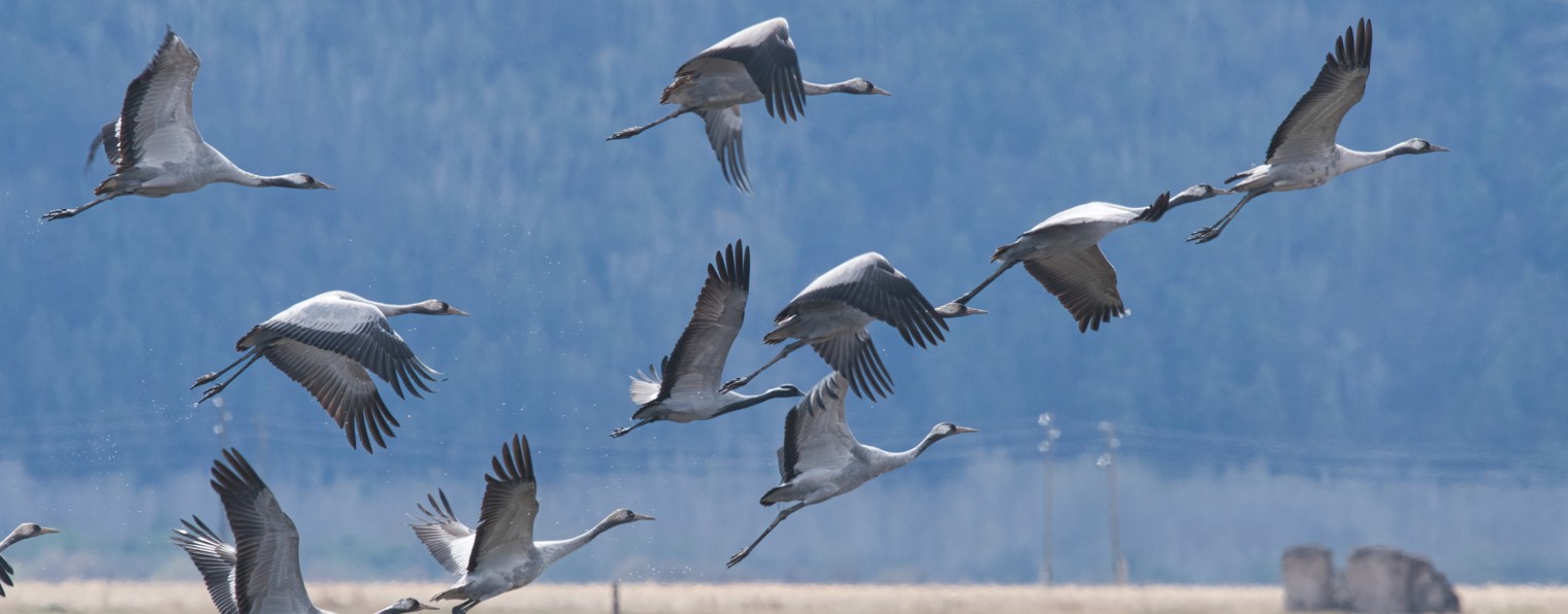 Птицы Байкала