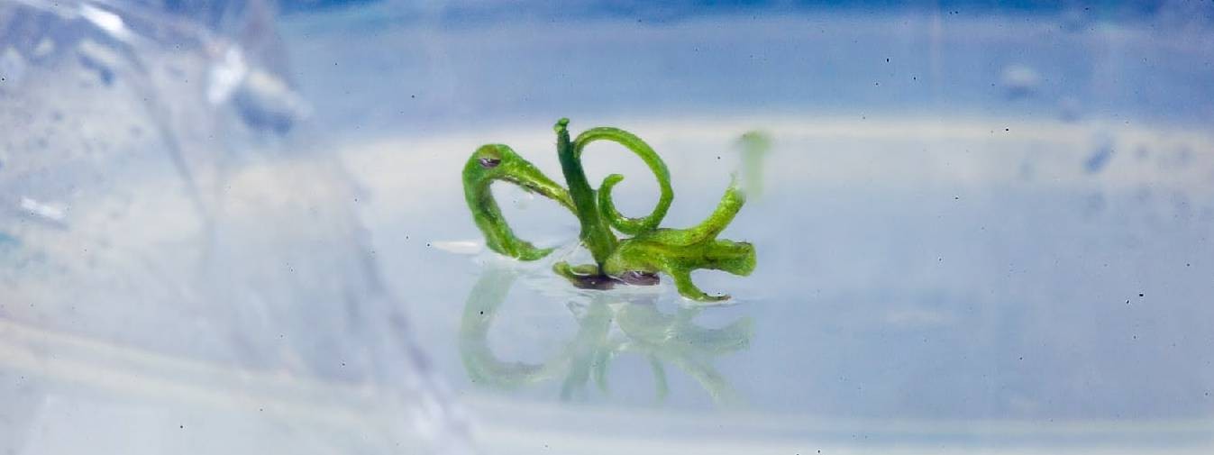 Биотех с нуля