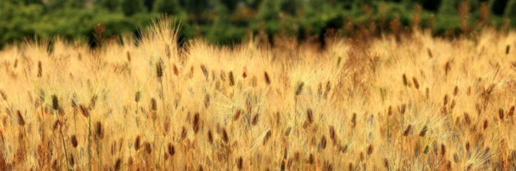 Сергей Руденко