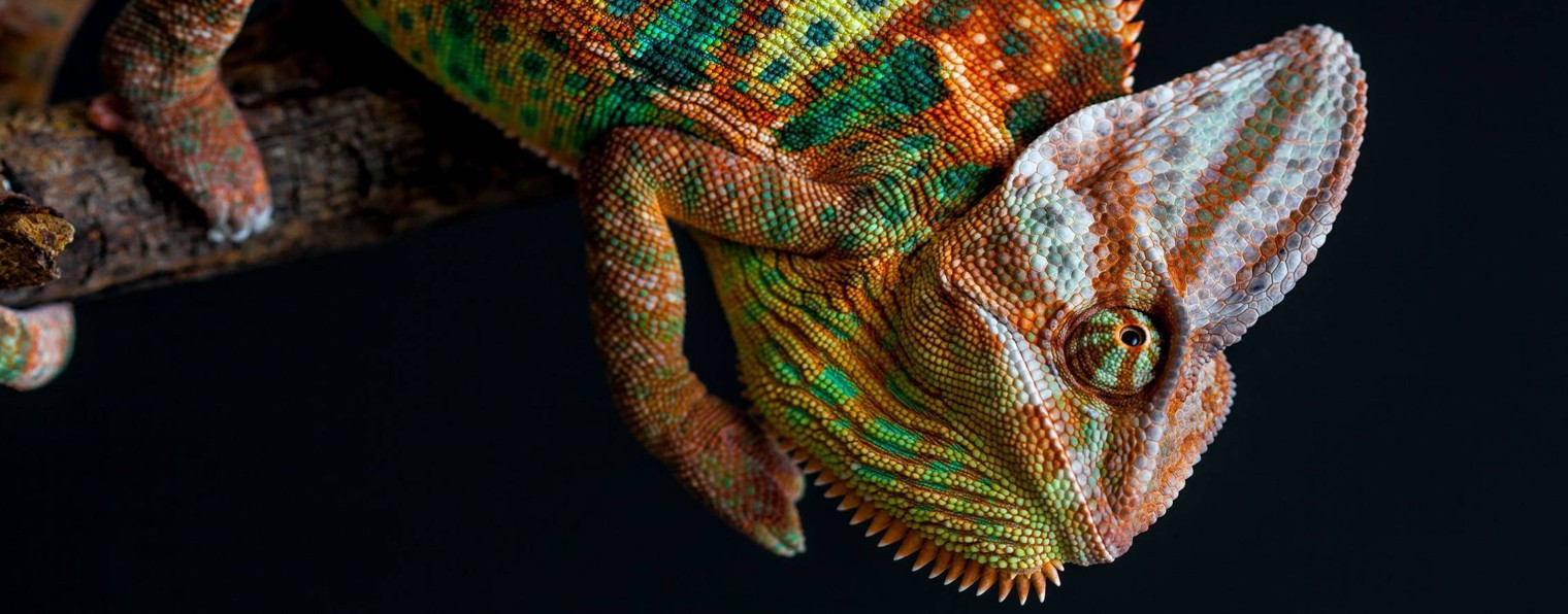 ХамелеонТВ