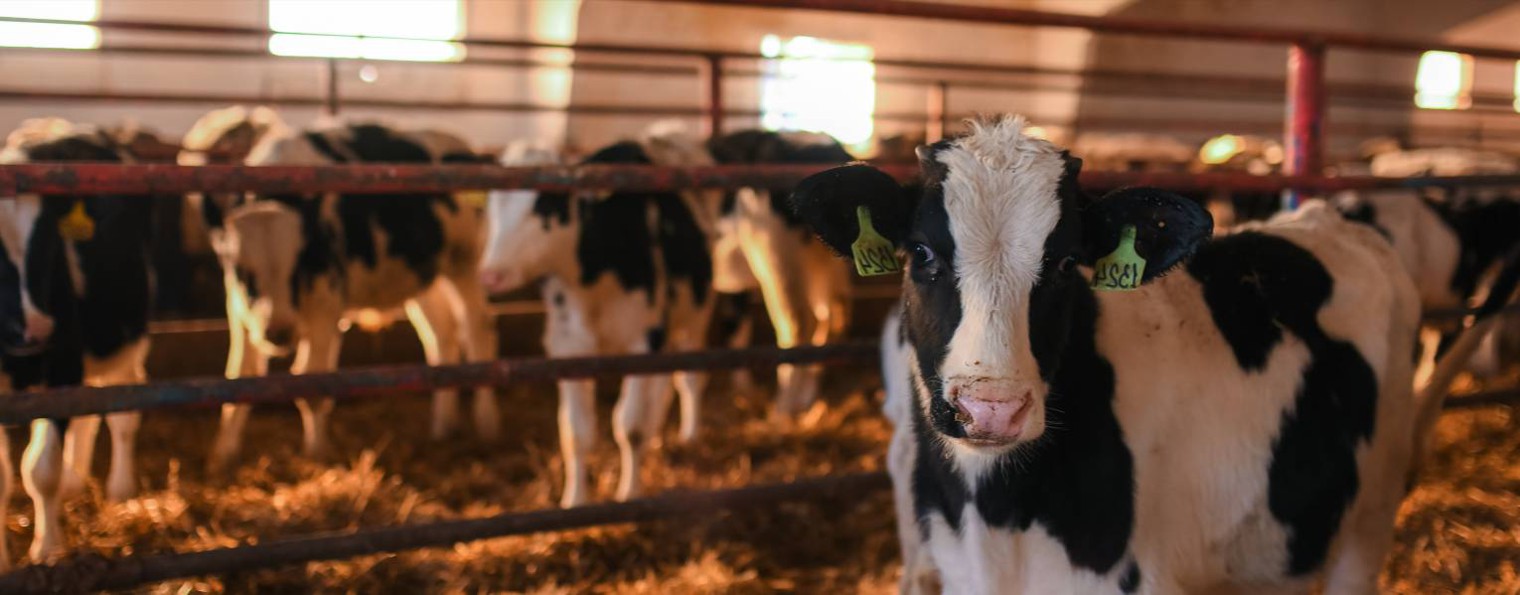 МолСиб - оборудование для молочных ферм