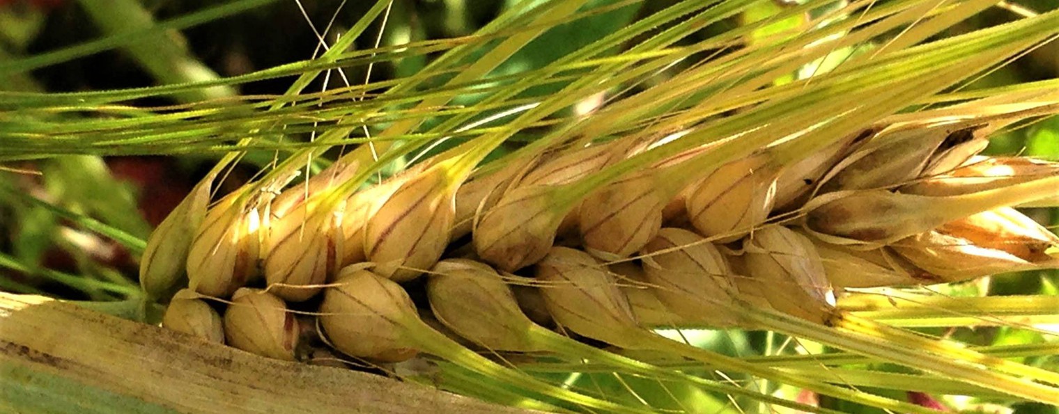 Практики психогигиены