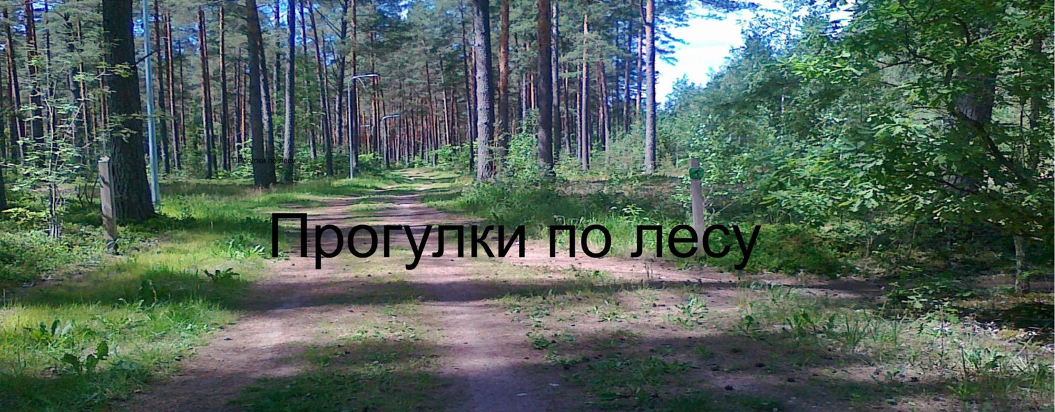 Прогулки по лесу