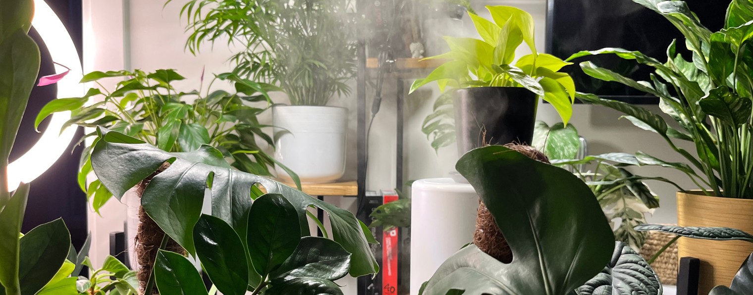 Plant's House - дом комнатных растений