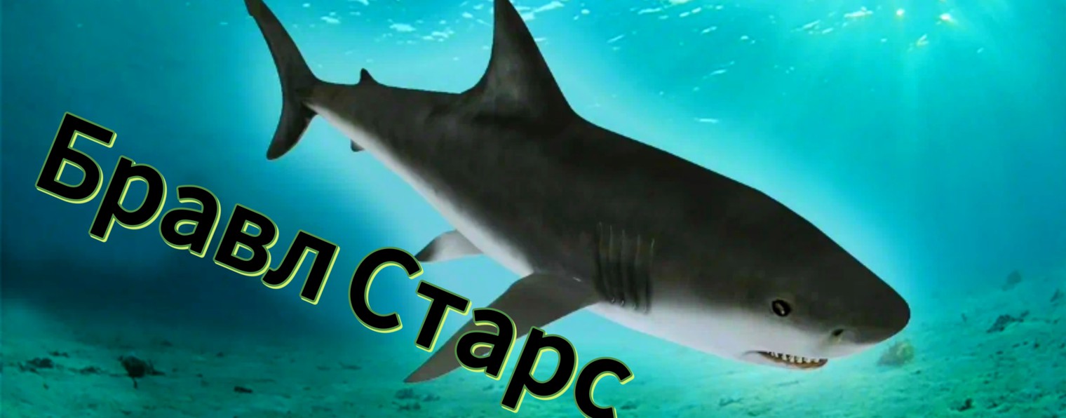 Акула_1276