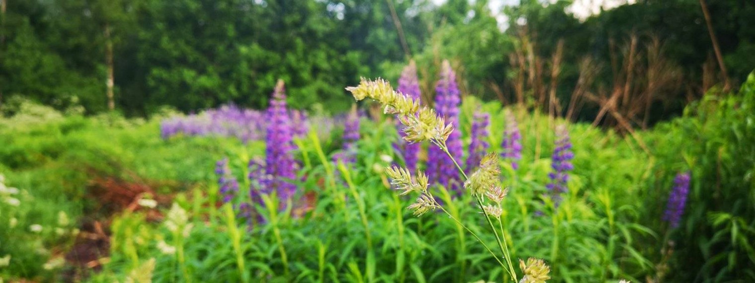 Есть ли жизнь на даче?