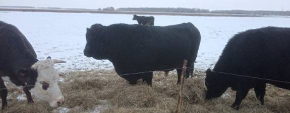 Сельская жизнь.