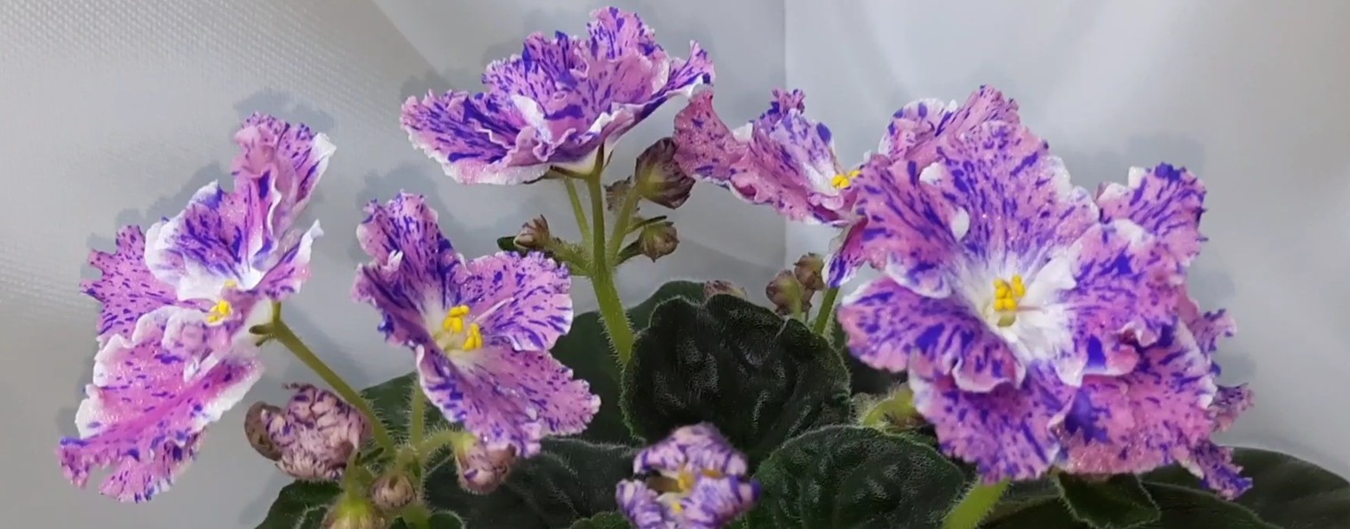 Фиалкин Островок