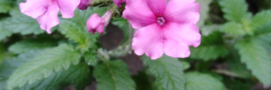 Мадам_садовод