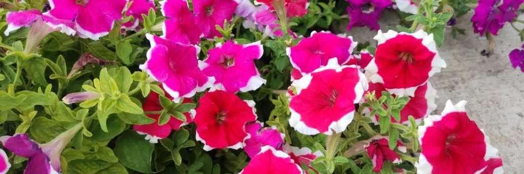 Просто наша семья