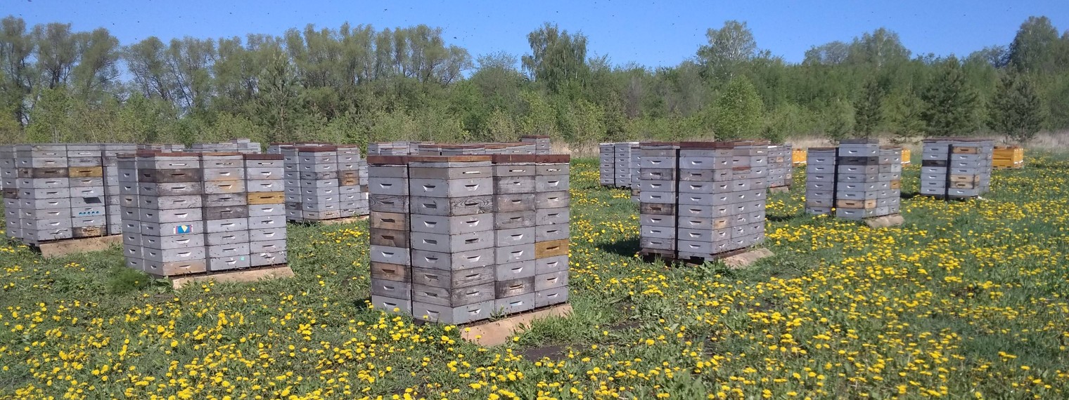 пасека Хомич