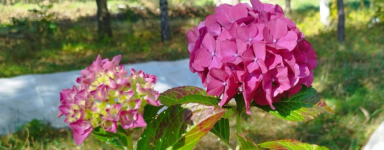 ЛЕСНАЯ ФЕРМА