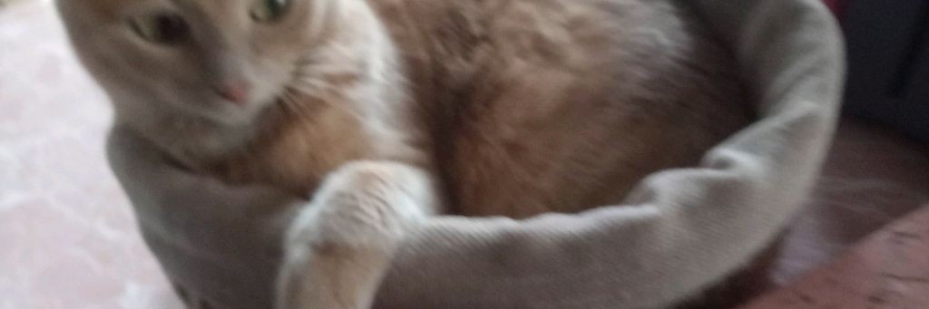 Команда игр