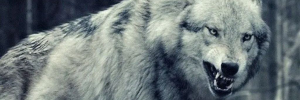 Елена Бычкова B.E.S.