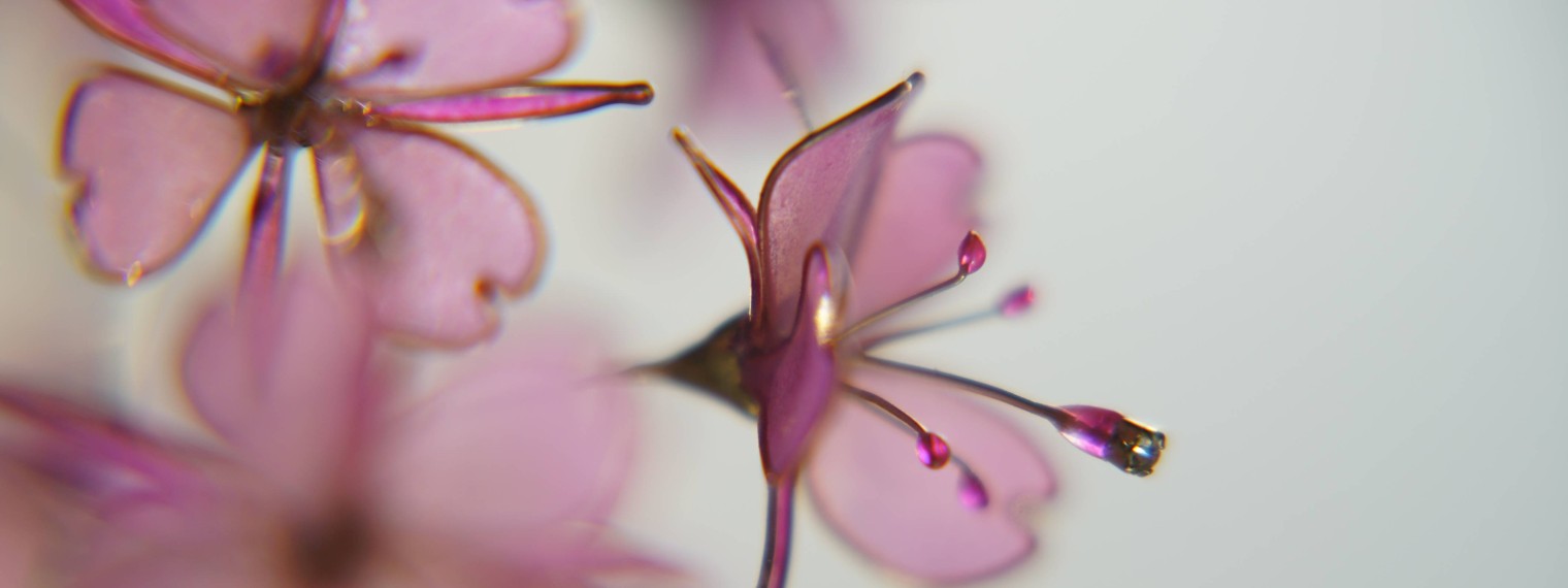 Живые украшения Анны Кашинской